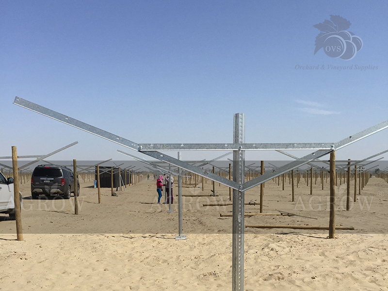 AGROW Open Gable Trellis System Peru 2015 - AGROW